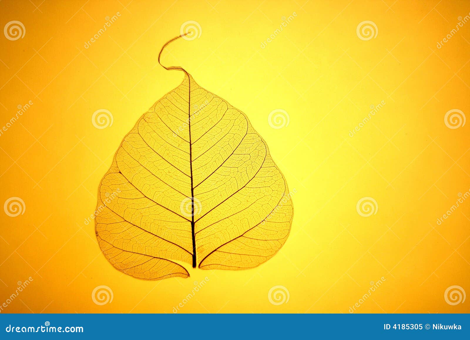 Yellow leaf texture stock image. Image of organic, diagonal - 4185305