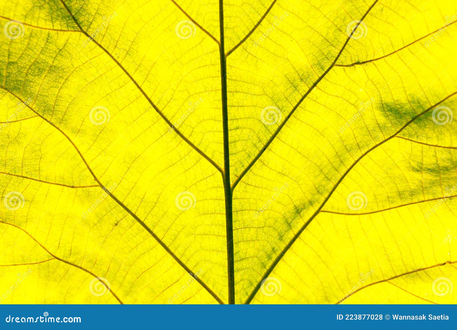 Yellow Leaf Texture Background Stock Photo - Image of architecture ...