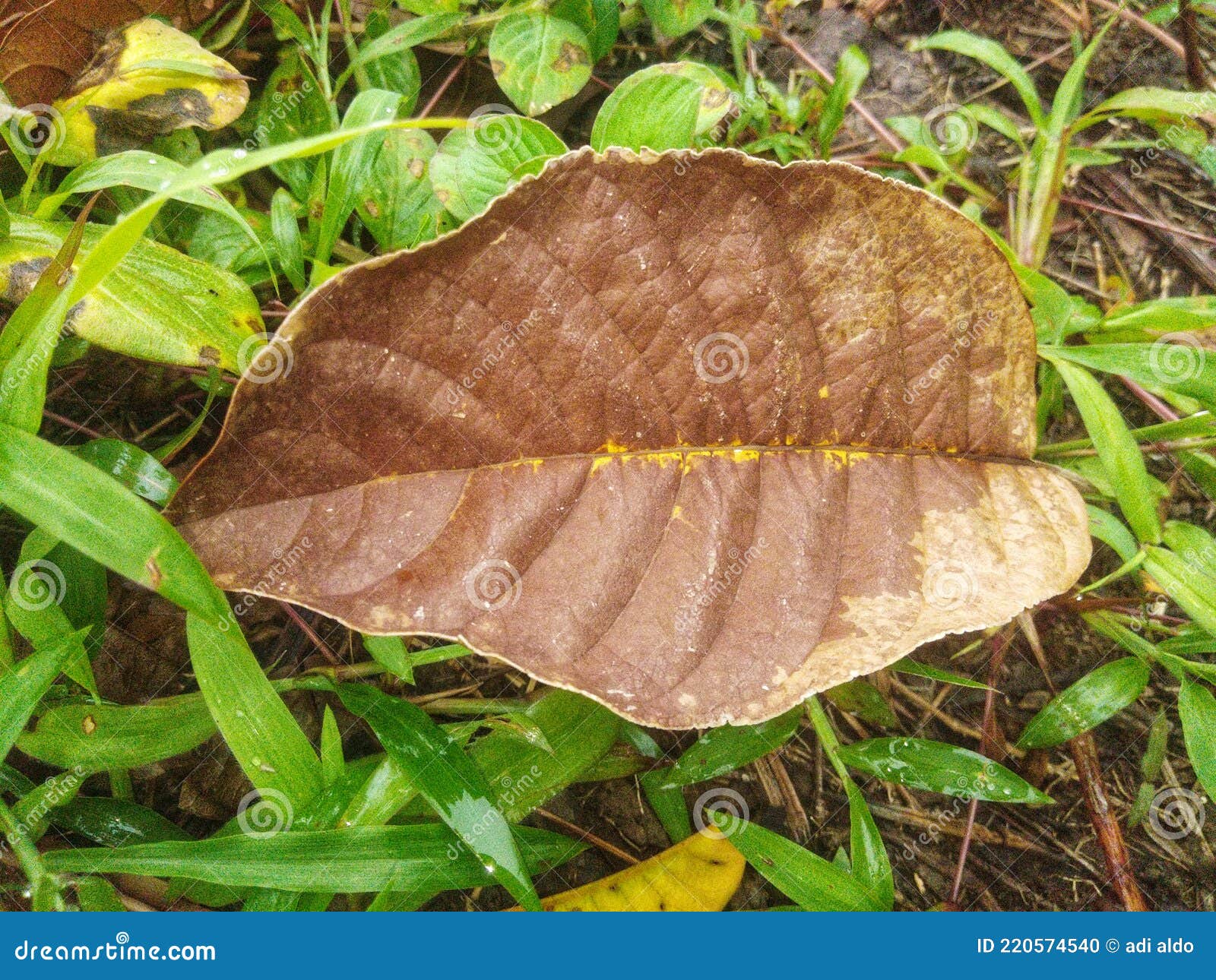 Dry Leaf Texture Falling on the Ground Grass in the Village 21 Stock ...