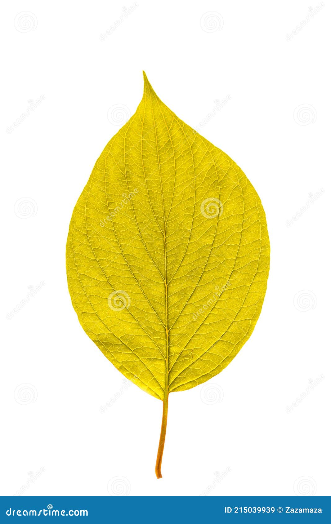 Yellow Leaf with Texture Isolated on White Stock Image - Image of ...