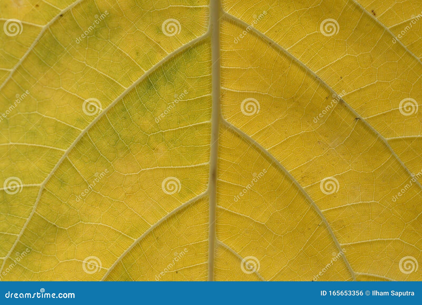Yellow Leaf Texture Macro Background and Wallpaper Stock Photo - Image ...