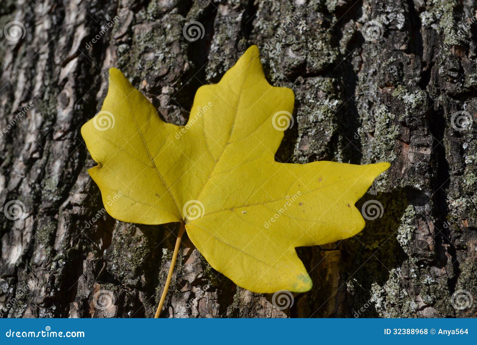 Yellow leaf stock photo. Image of leaf, yellow, tree - 32388968