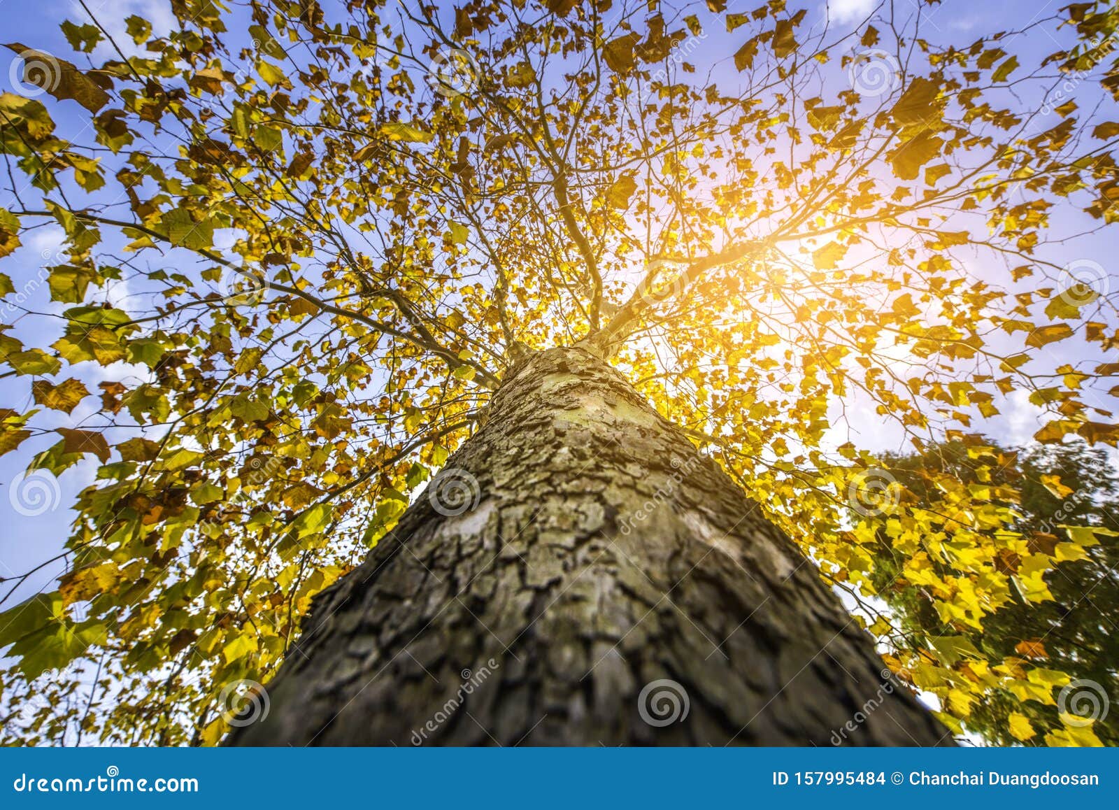 Yellow Leaf Tree Elevation Angle Stock Photo - Image of elevation, leaf ...