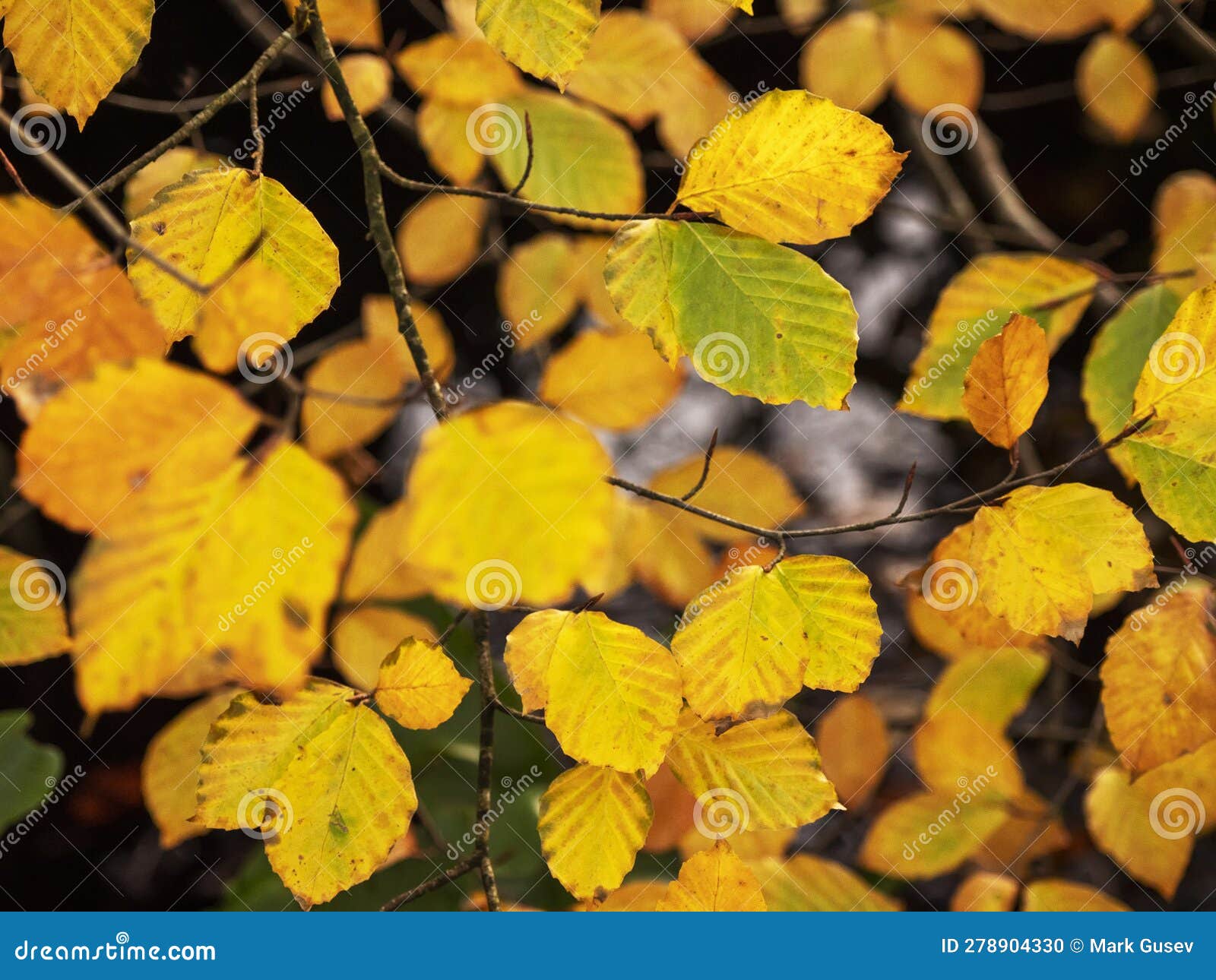 Yellow Leaf on a Tree. Rich Saturated Color Stock Photo - Image of rain ...