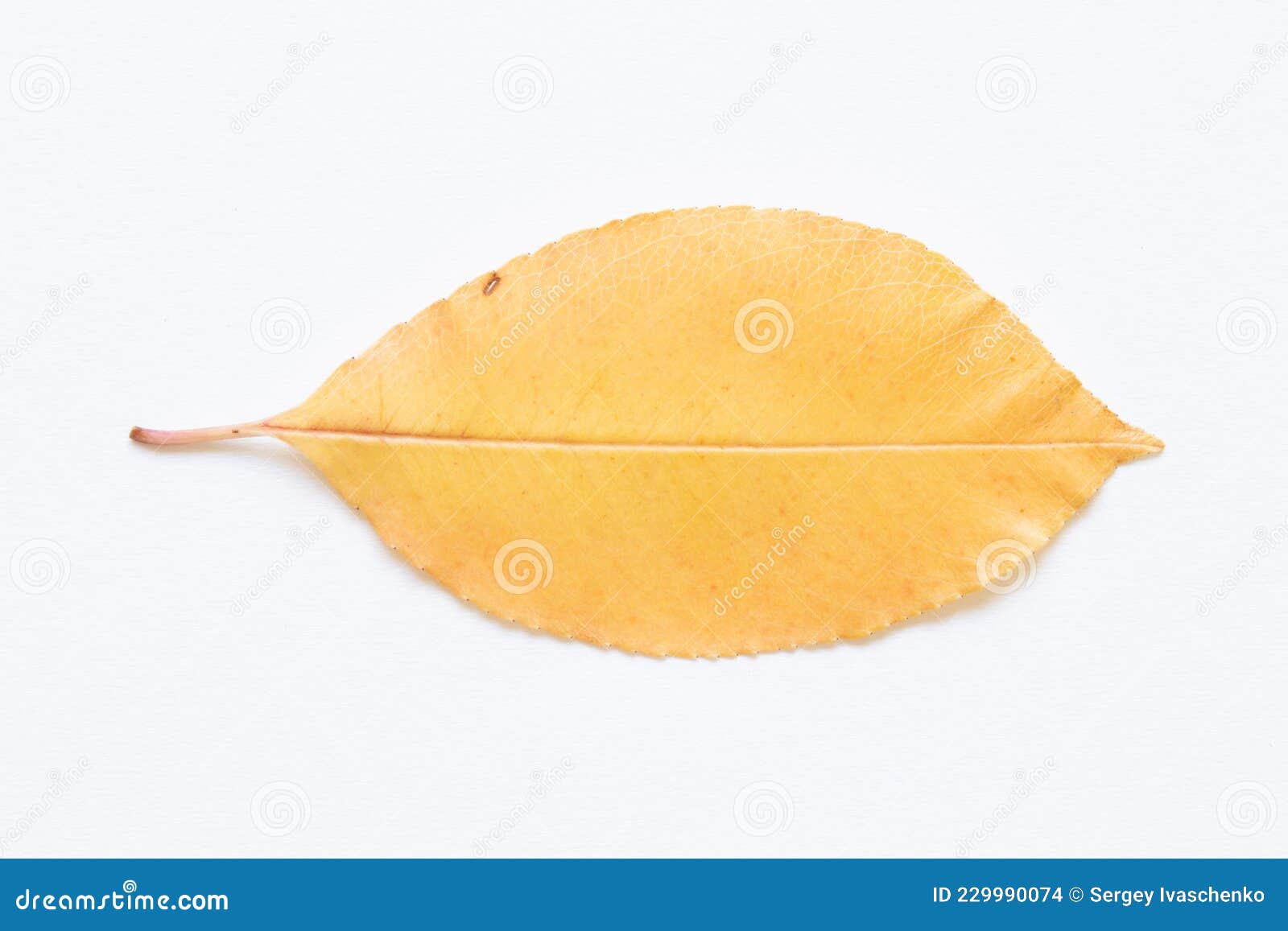 Yellow leaf of a tree. stock photo. Image of color, garden - 229990074