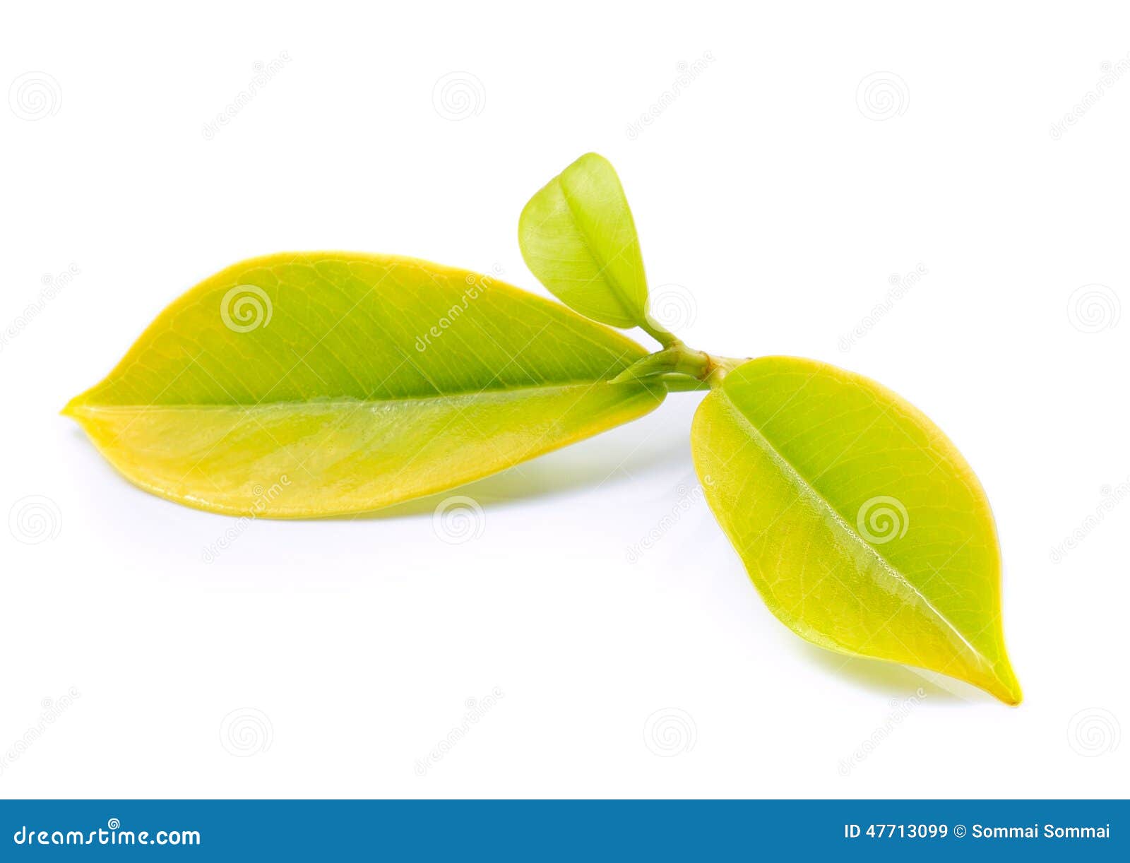 Yellow Leaf on White Background Stock Image - Image of fall, leaves ...