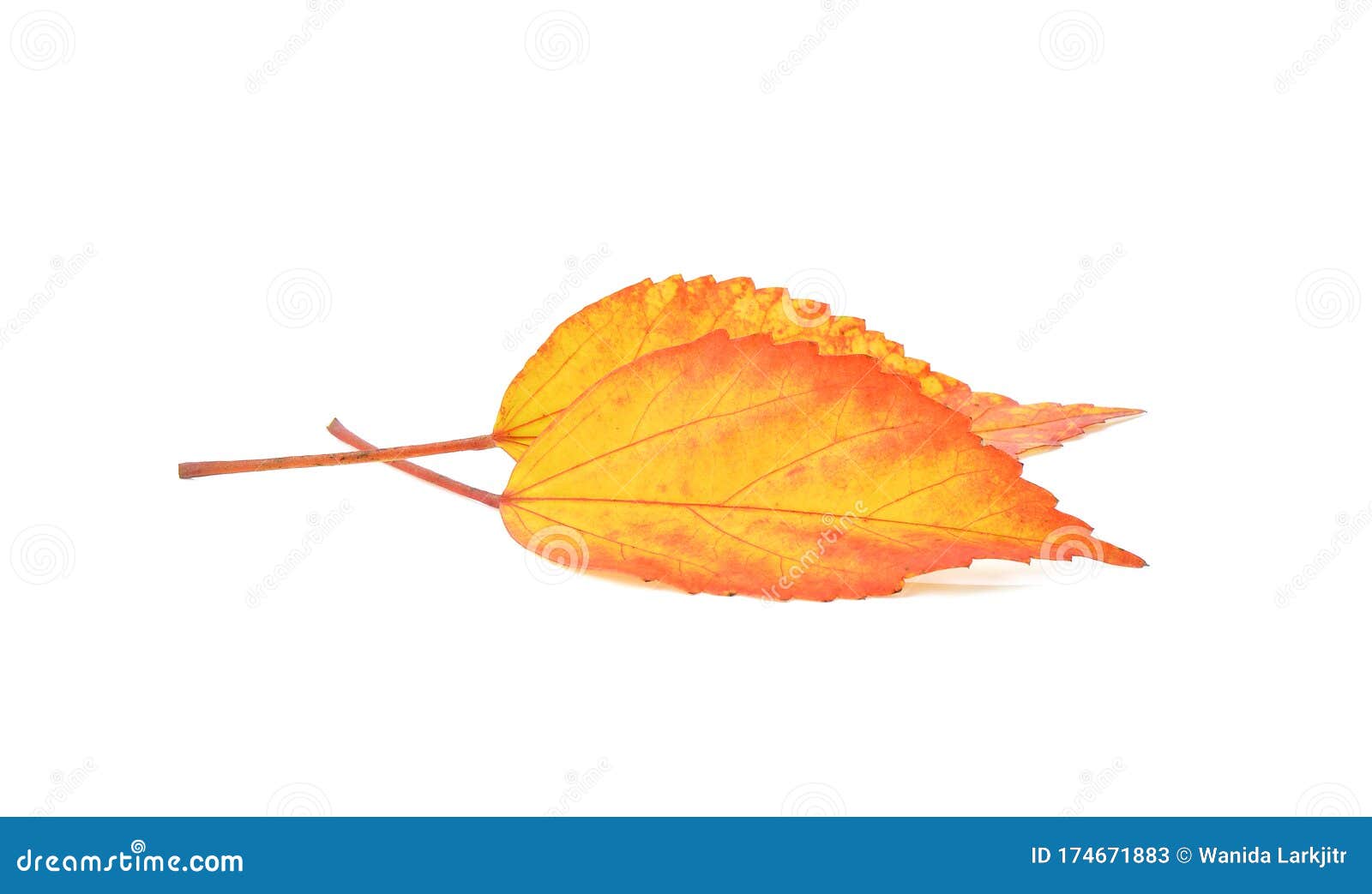 Yellow Leaf on White Background Stock Image - Image of macro, white ...