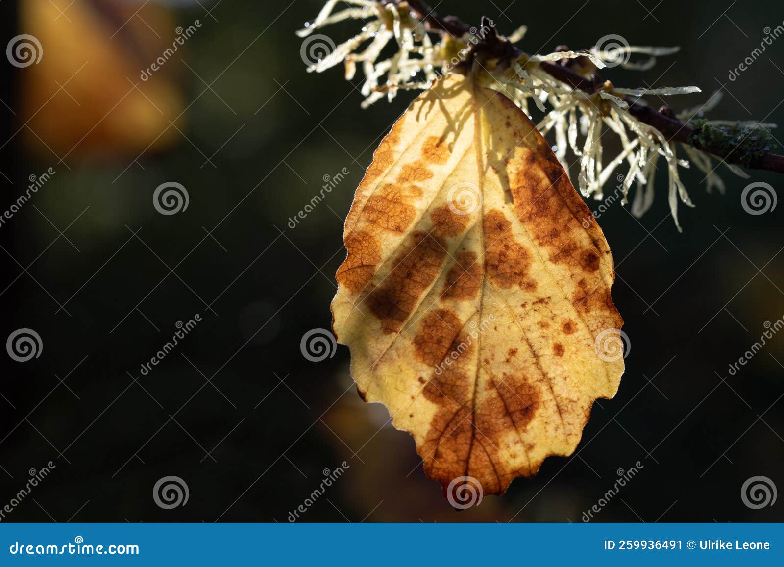 A Yellow Leaf of a Witch Hazel Hangs on the Branch of a Tree in Autumn ...