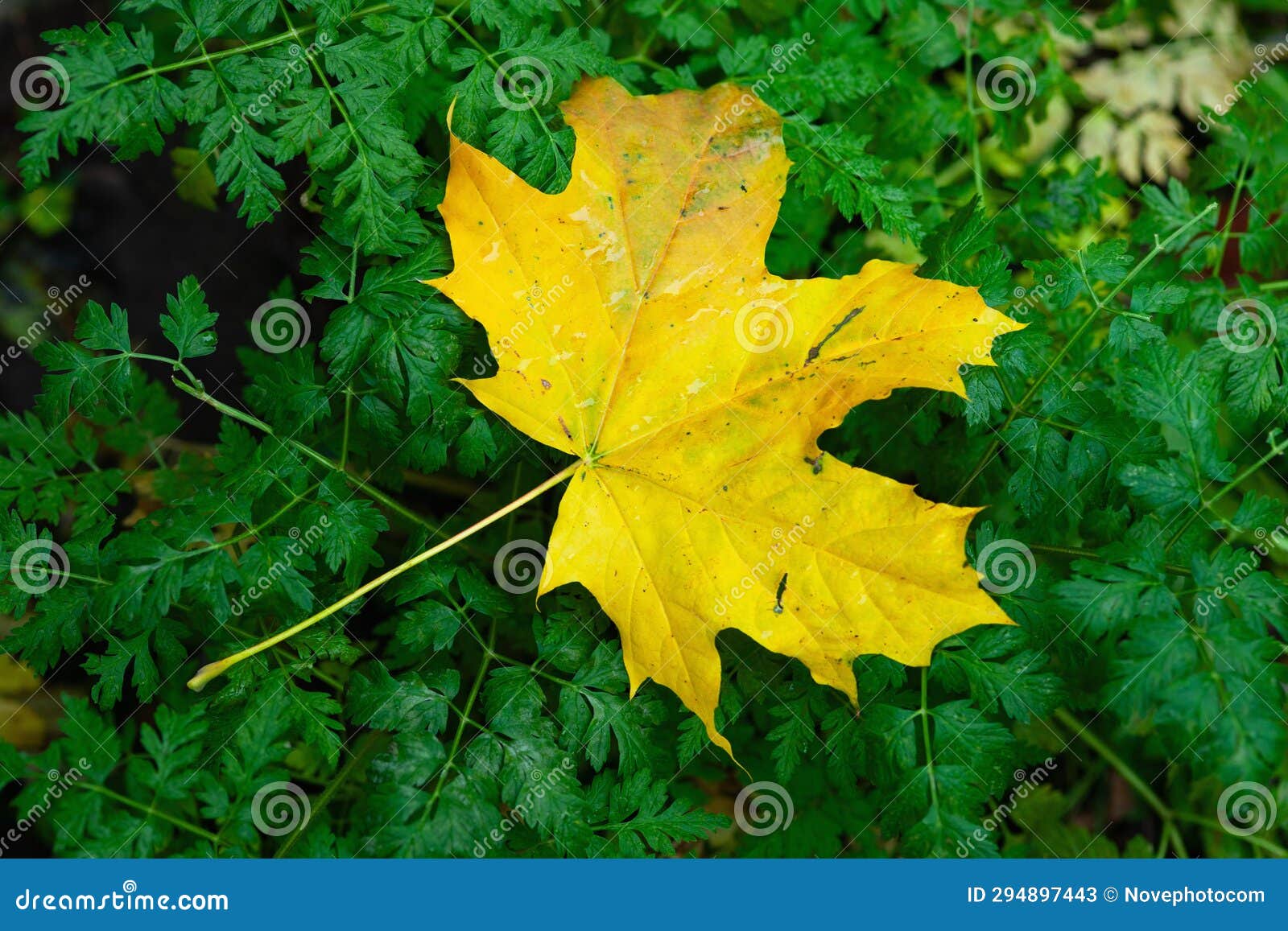 Yellow Leaf. Withering Leaf Close-up. Fallen Maple Leaf. Selective ...