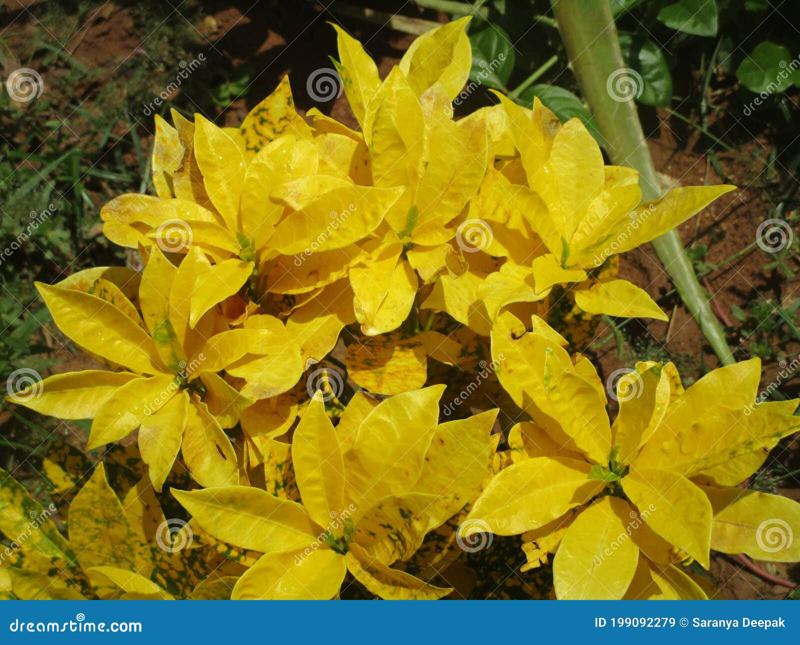 Yellow leafed croton plant stock image. Image of crotons - 199092279