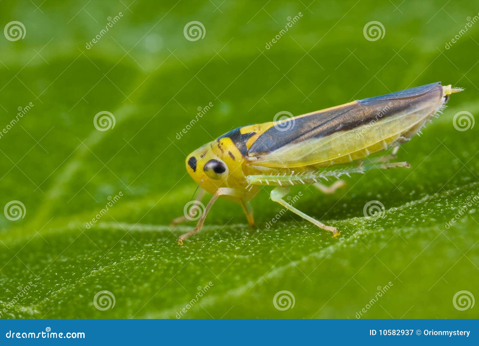 Yellow leafhopper stock image. Image of wildlife, wild - 10582937