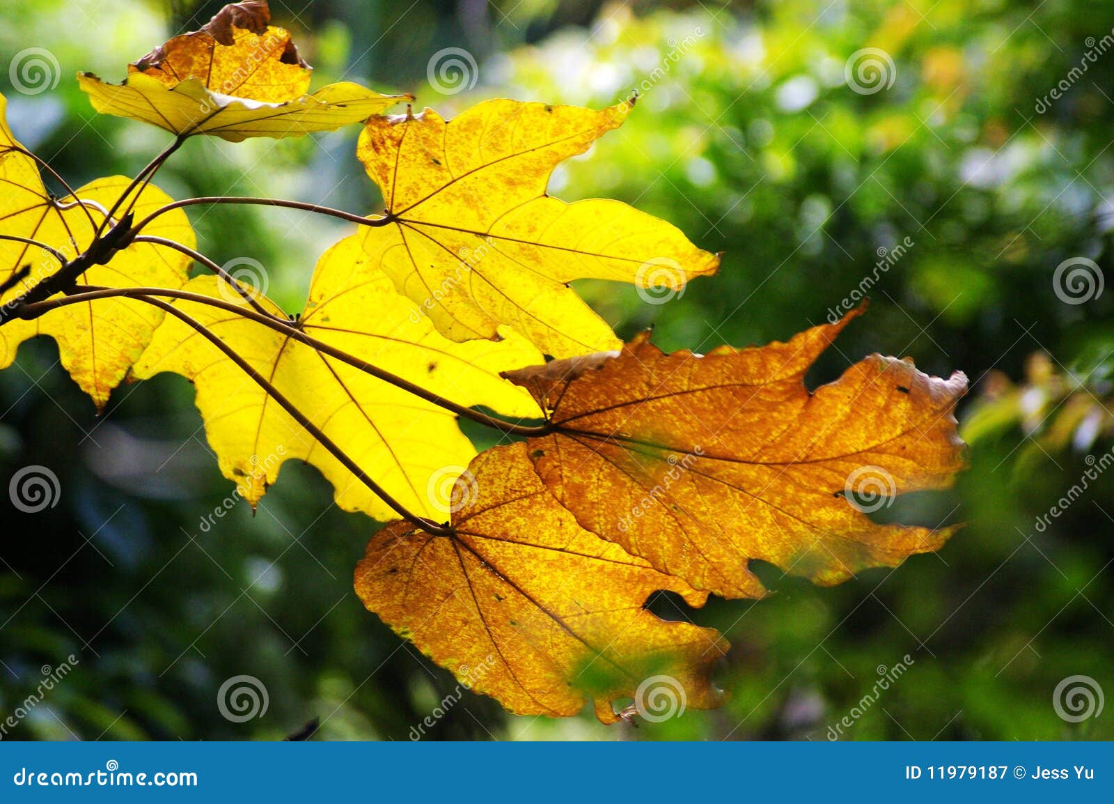 Yellow leafs in Autumn stock image. Image of colourful - 11979187