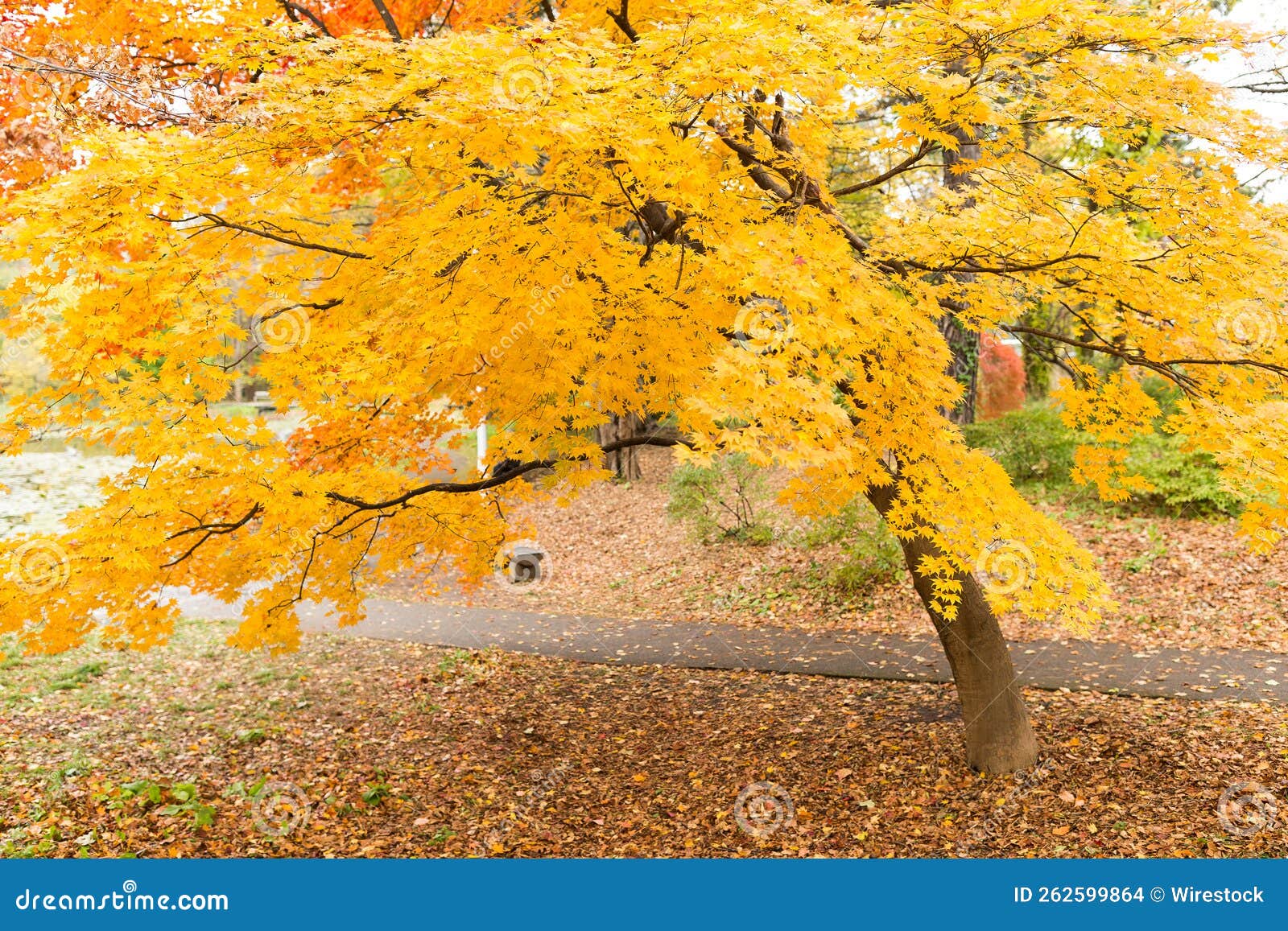 Yellow Leaved Ginkgo Tree in Autumn Stock Photo - Image of japan ...