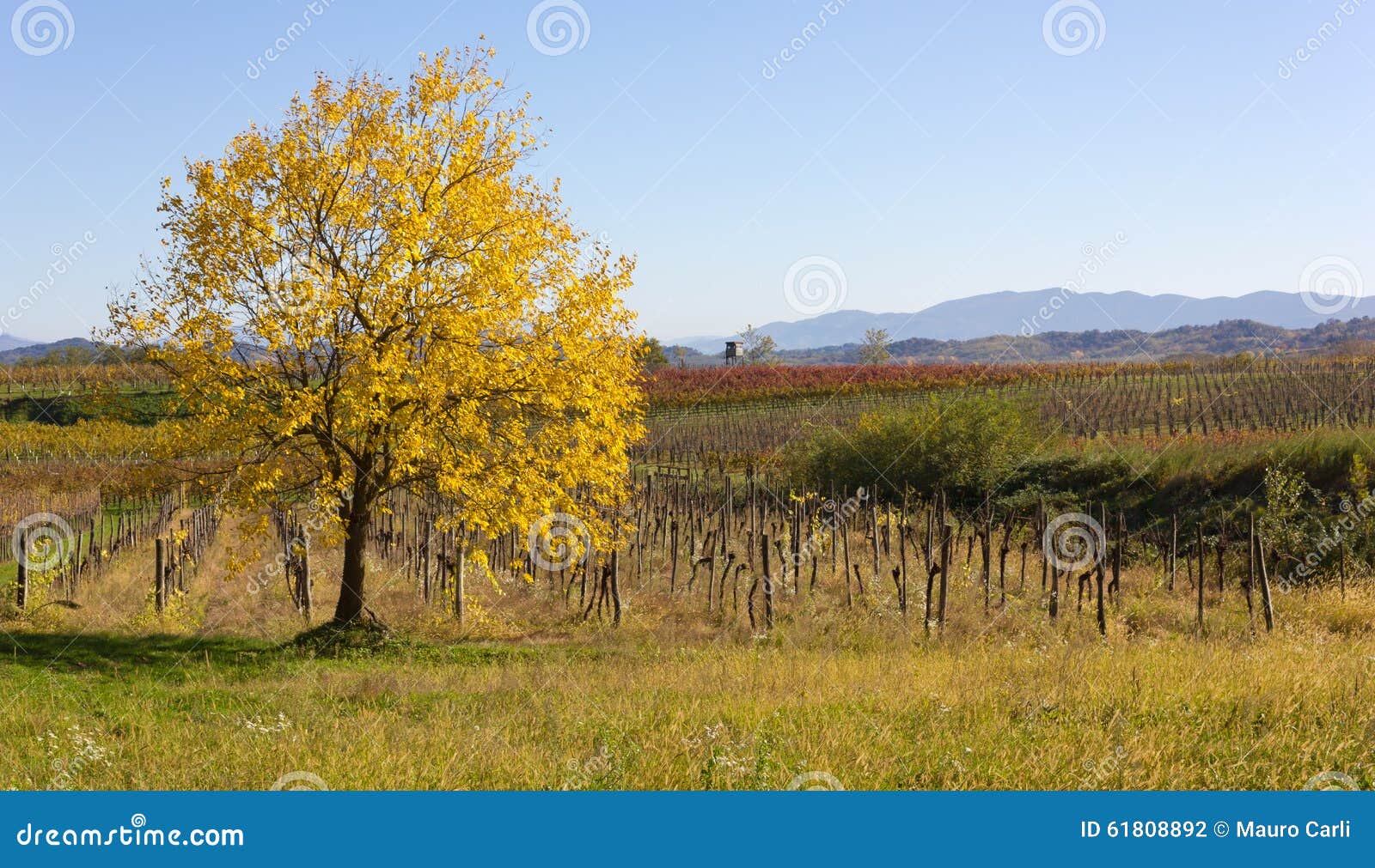 Yellow Leaved Tree in an Autumn Landscape Stock Photo - Image of farm ...