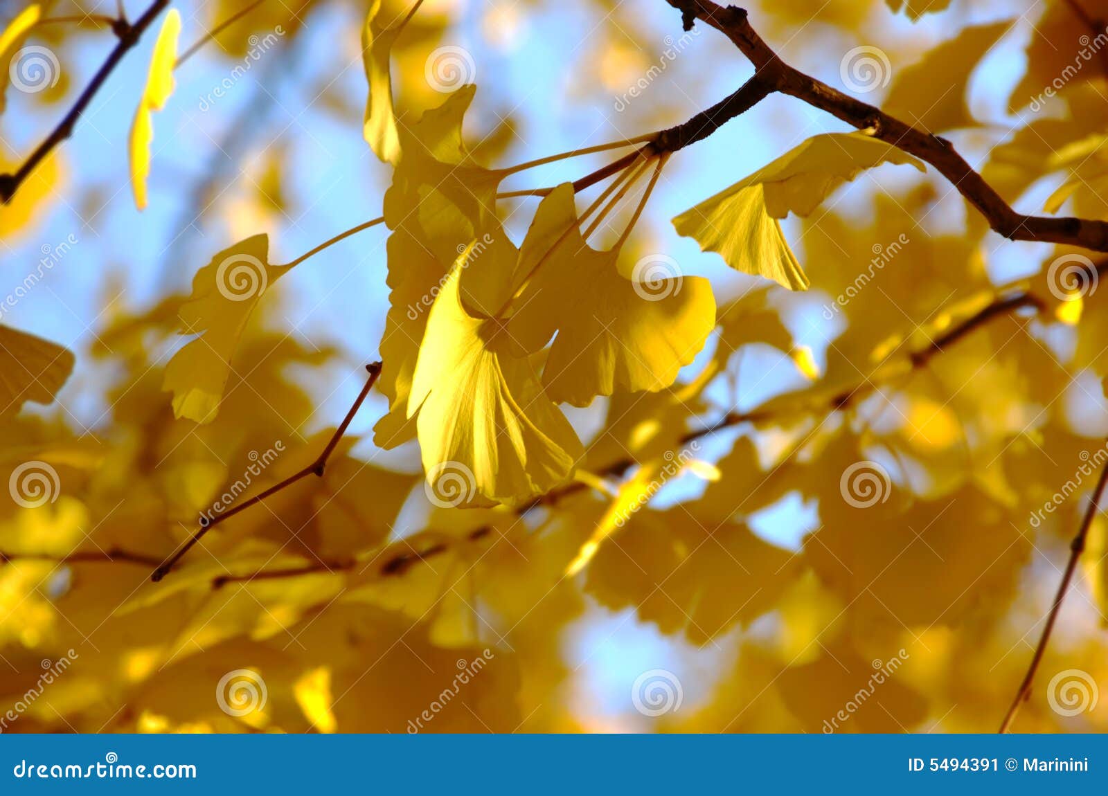Yellow leaves stock image. Image of garden, colour, leafiness - 5494391