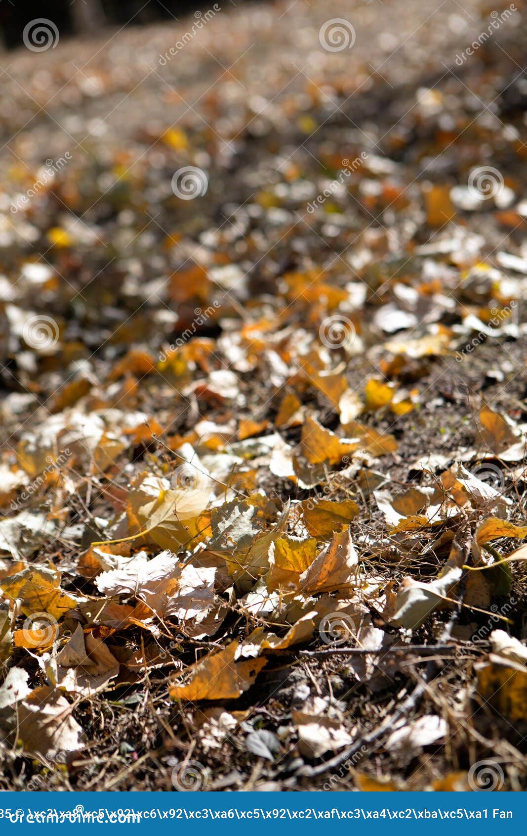 Yellow Leaves All Over the Ground Under Backlight Stock Image - Image ...