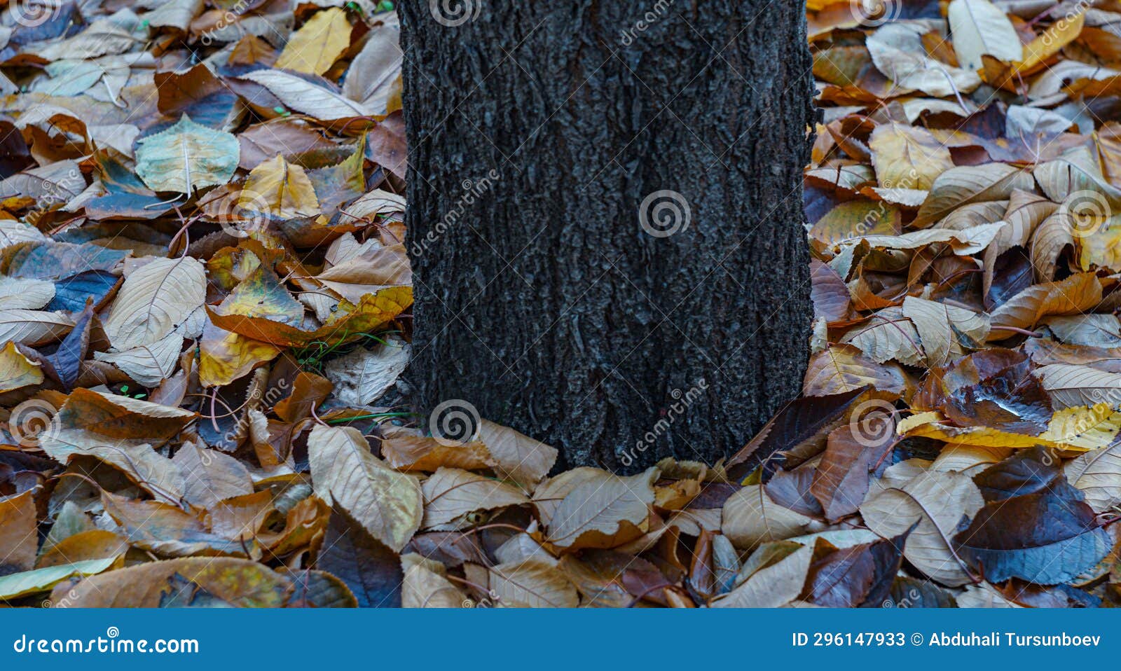 Yellow Leaves Around the Tree Trunk in the Middle Stock Image - Image ...