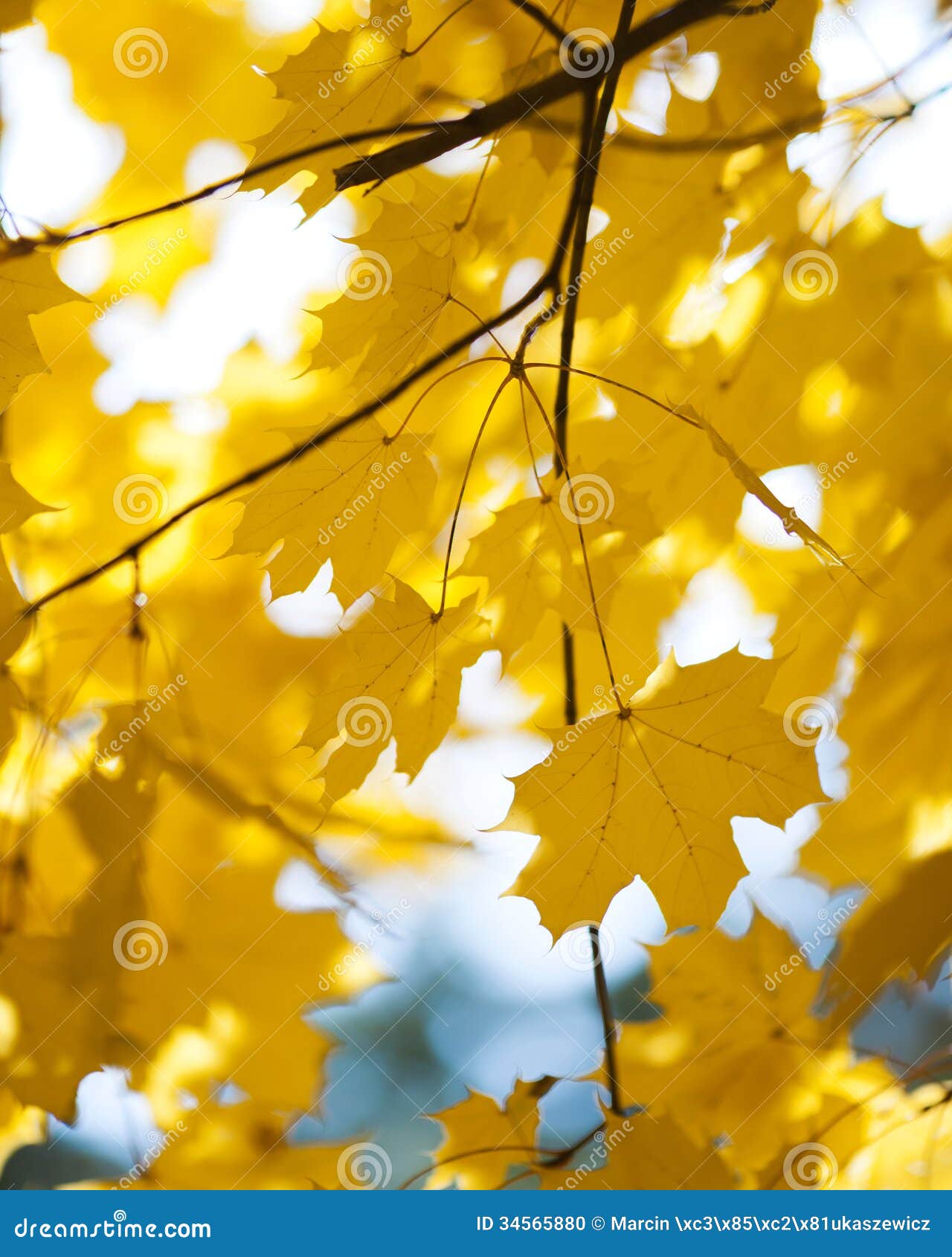 Yellow Leaves, Autumn Background Stock Photo - Image of light, pattern ...