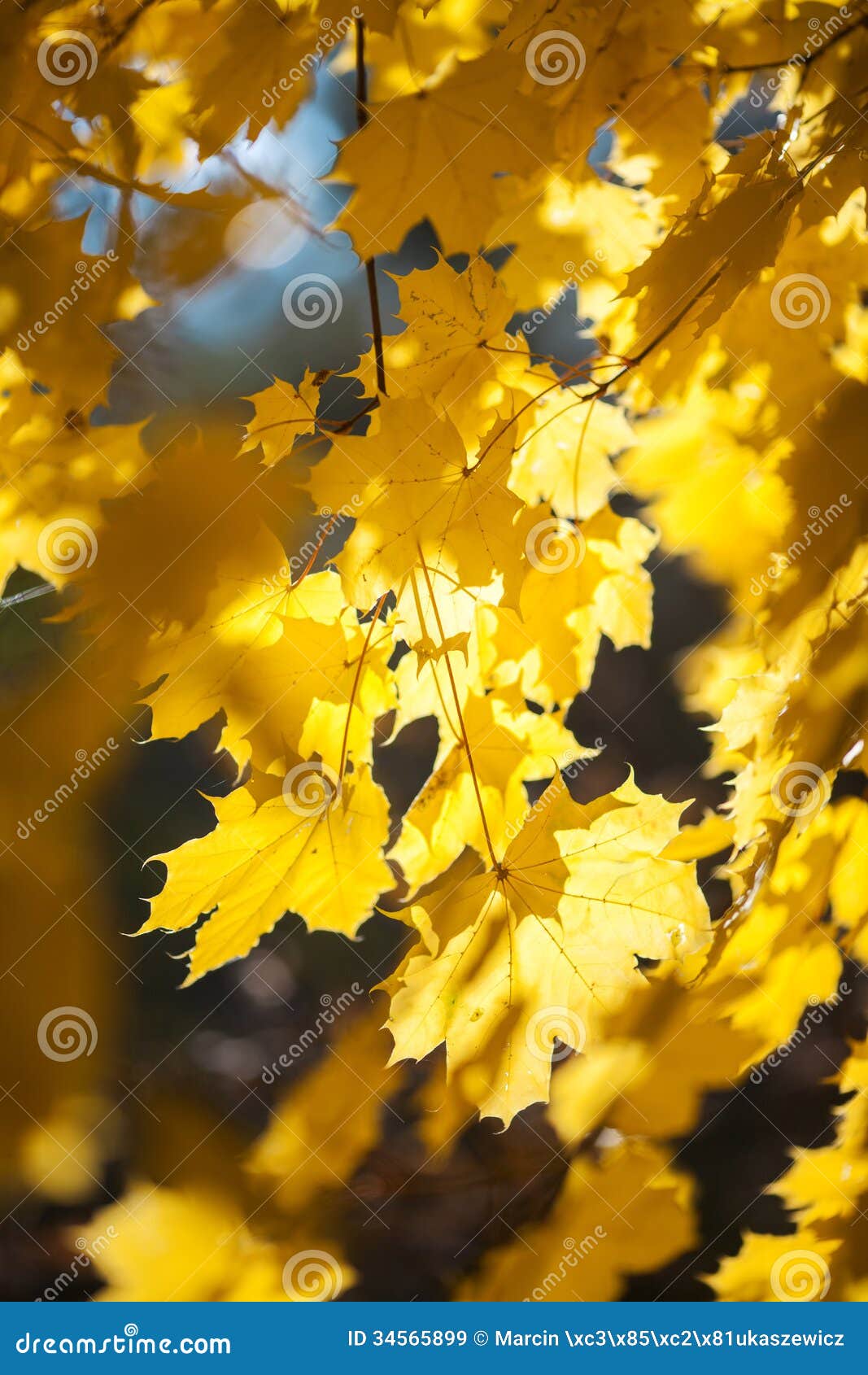 Yellow Leaves, Autumn Background Stock Image - Image of season ...