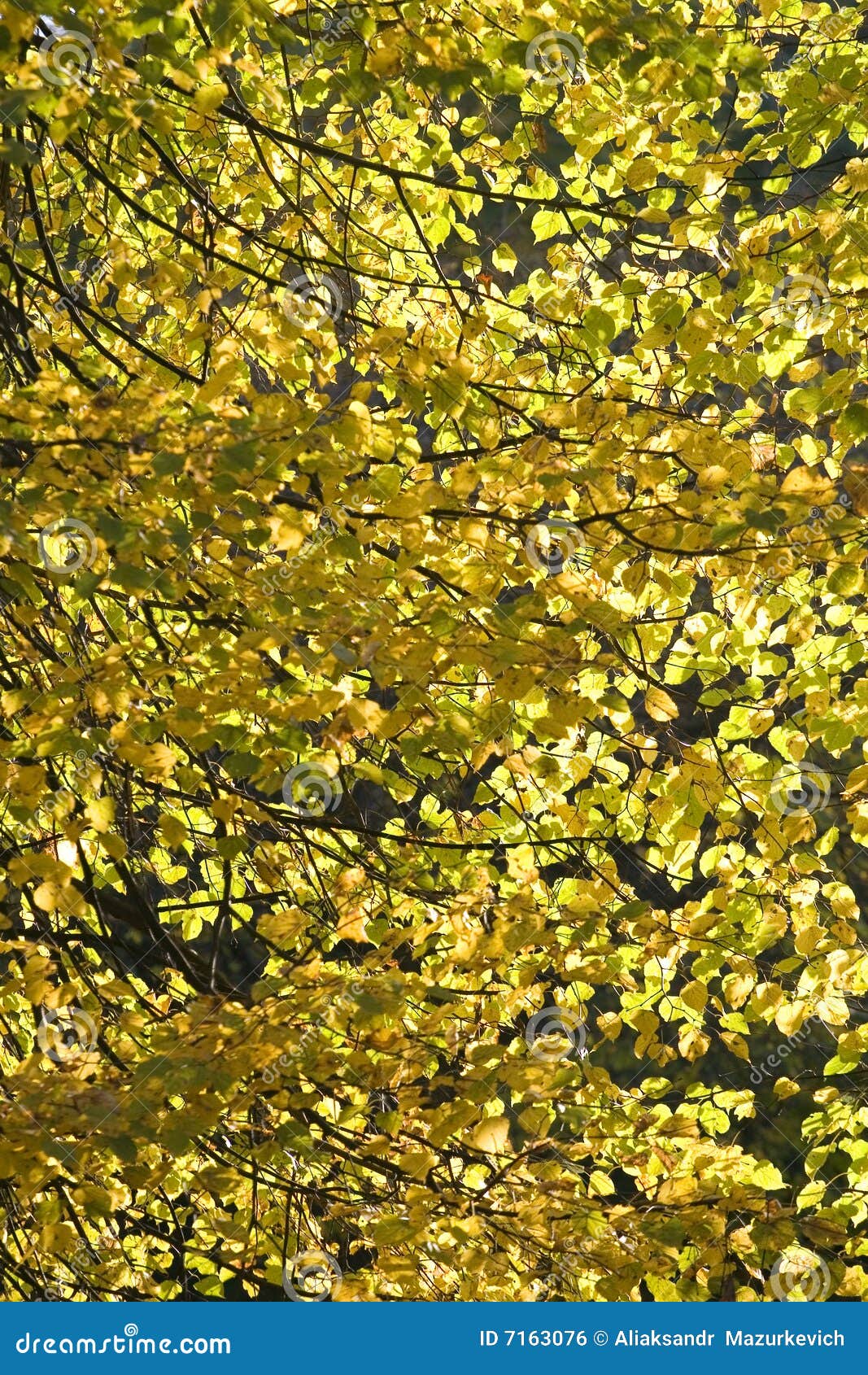 Yellow Leaves on Autumn Trees Stock Photo - Image of orange ...