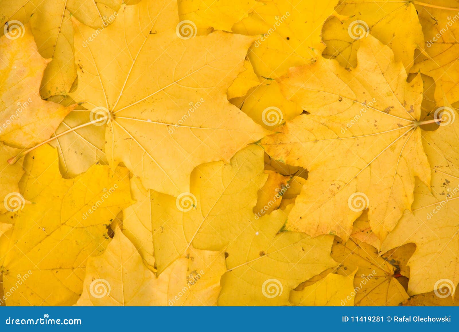 Yellow leaves background stock image. Image of outdoor - 11419281