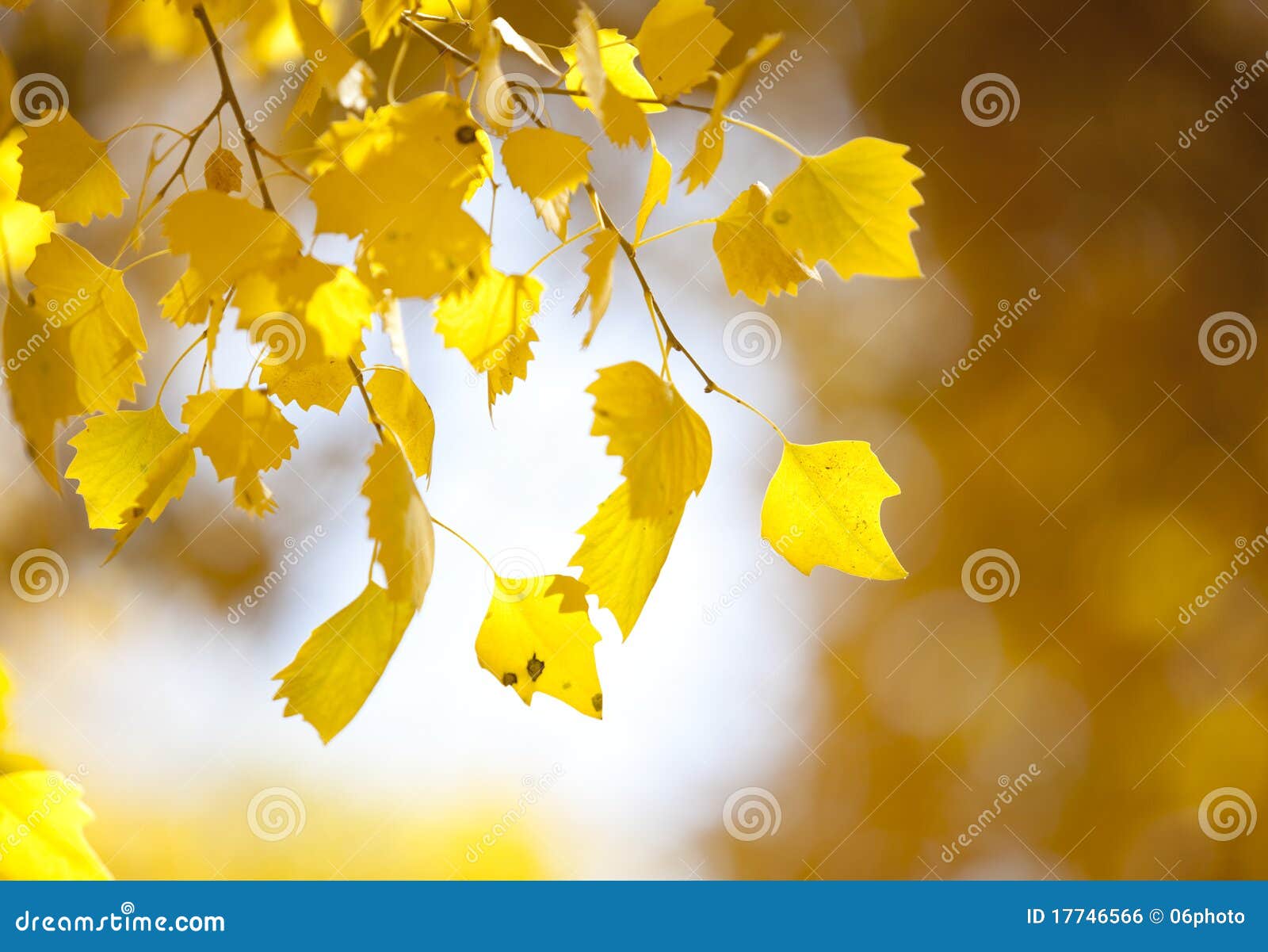 Yellow leaves background stock photo. Image of orange - 17746566