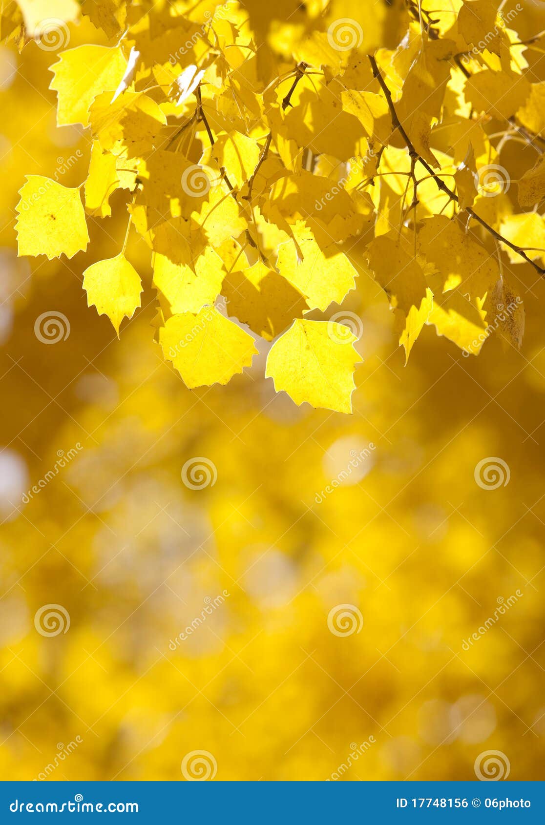 Yellow leaves background stock photo. Image of change - 17748156