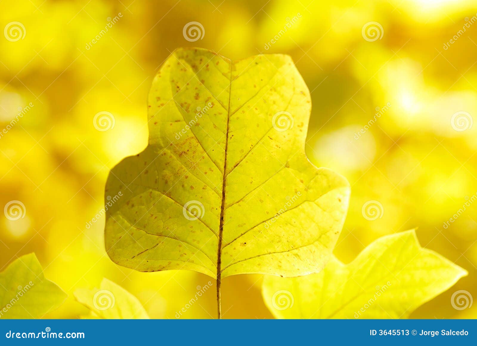 Yellow leaves background stock image. Image of autumn - 3645513