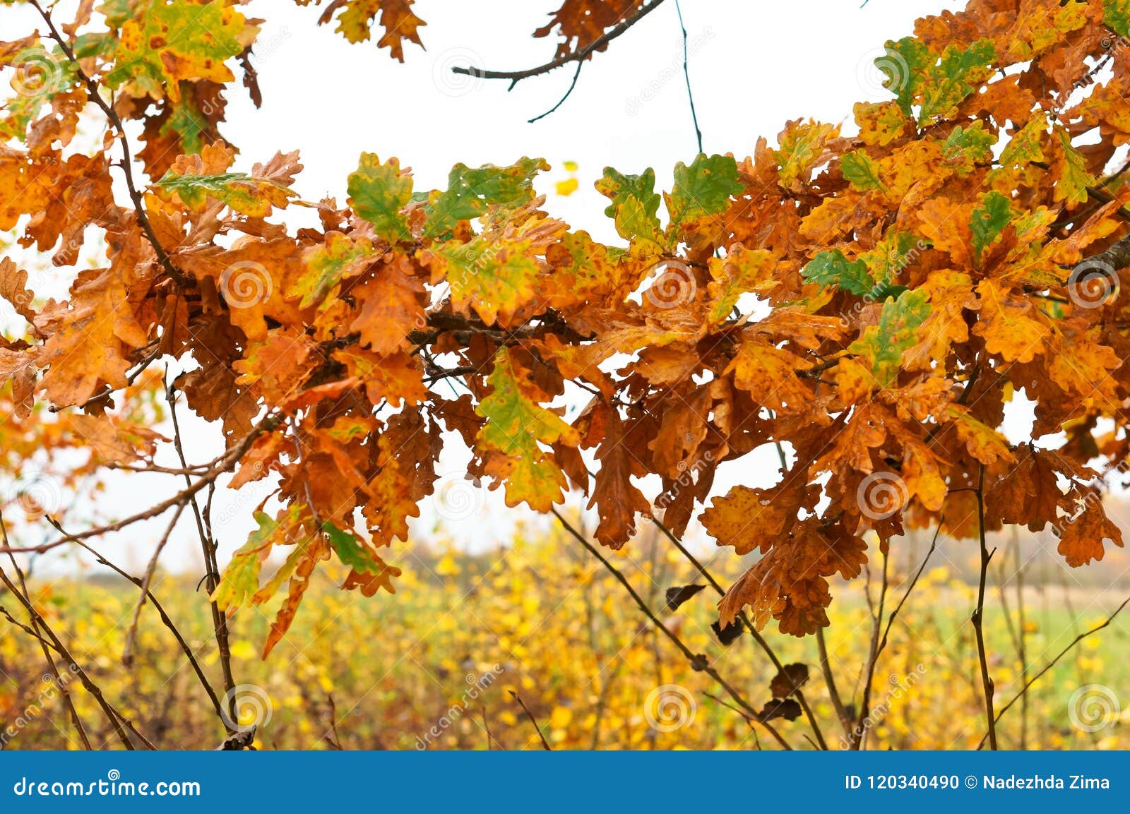 Yellow Leaves, Background of Autumn Leaves, Autumn Fallen Yellow Leaves ...