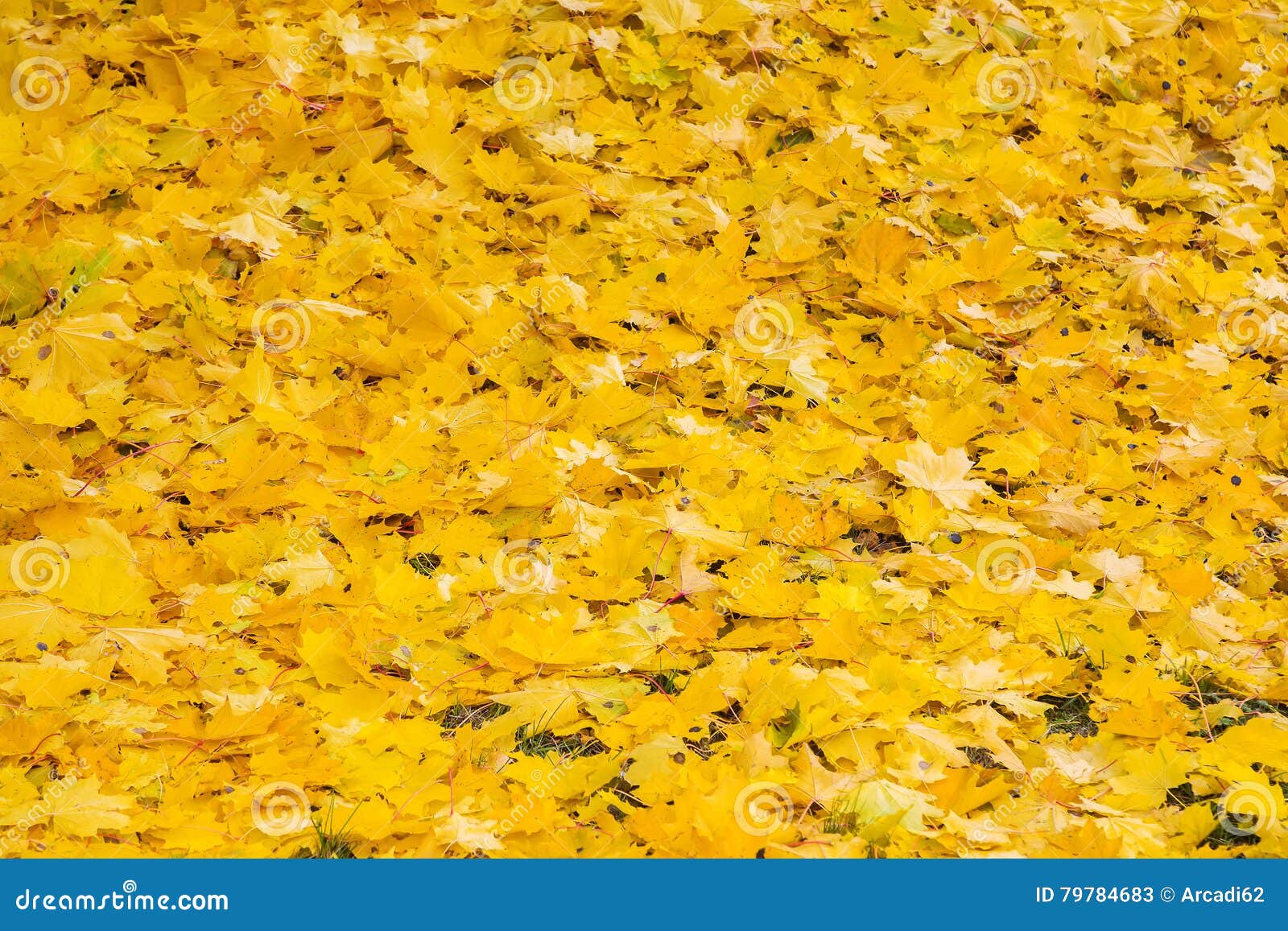 Yellow leaves, background stock image. Image of flora - 79784683