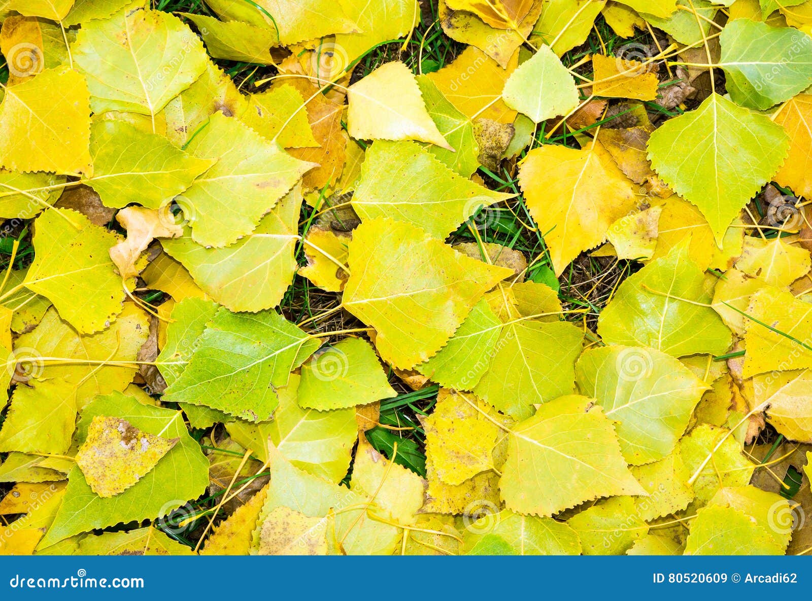 Yellow leaves, background stock image. Image of natural - 80520609