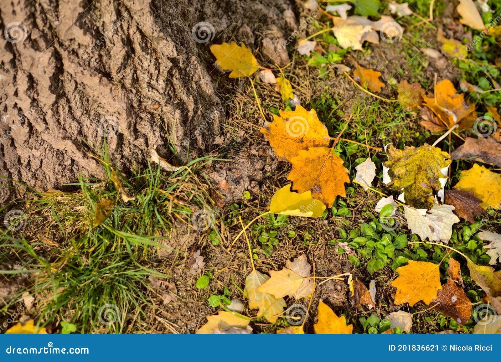 Yellow Leaves at the Base of a Tree Trunk Stock Image - Image of ...