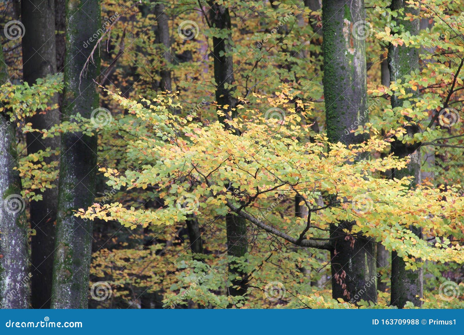 Yellow Leaves in the Beuatiful Autumn Forest Stock Photo - Image of ...