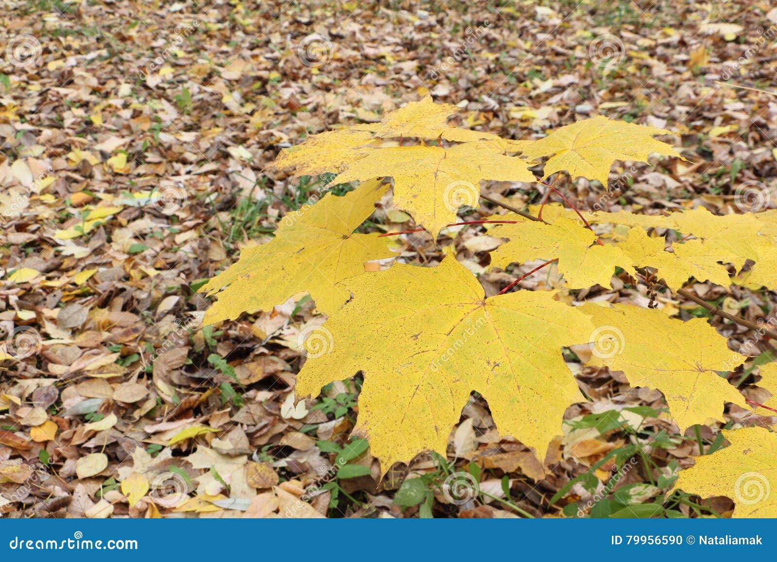 Yellow Leaves of the Canadian Maple Against of the Fallen Foliage Stock ...