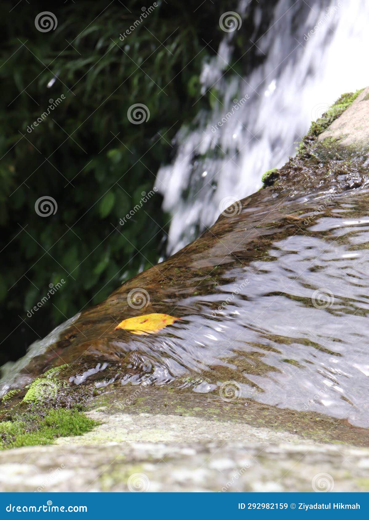 Yellow Leaves Fall in the Water Carried by the River Flow Stock Image ...