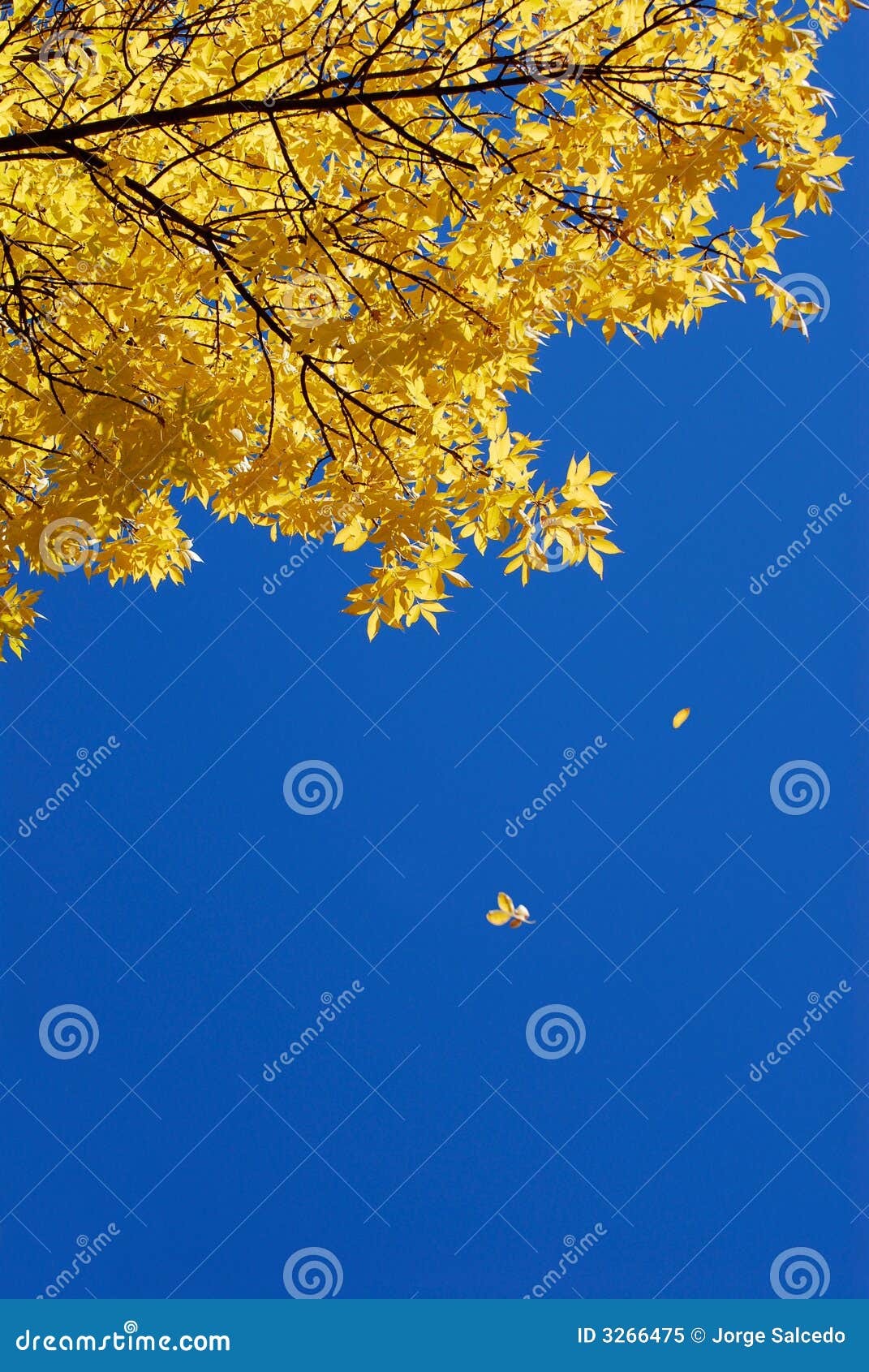 Yellow leaves falling stock image. Image of multi, leaves - 3266475