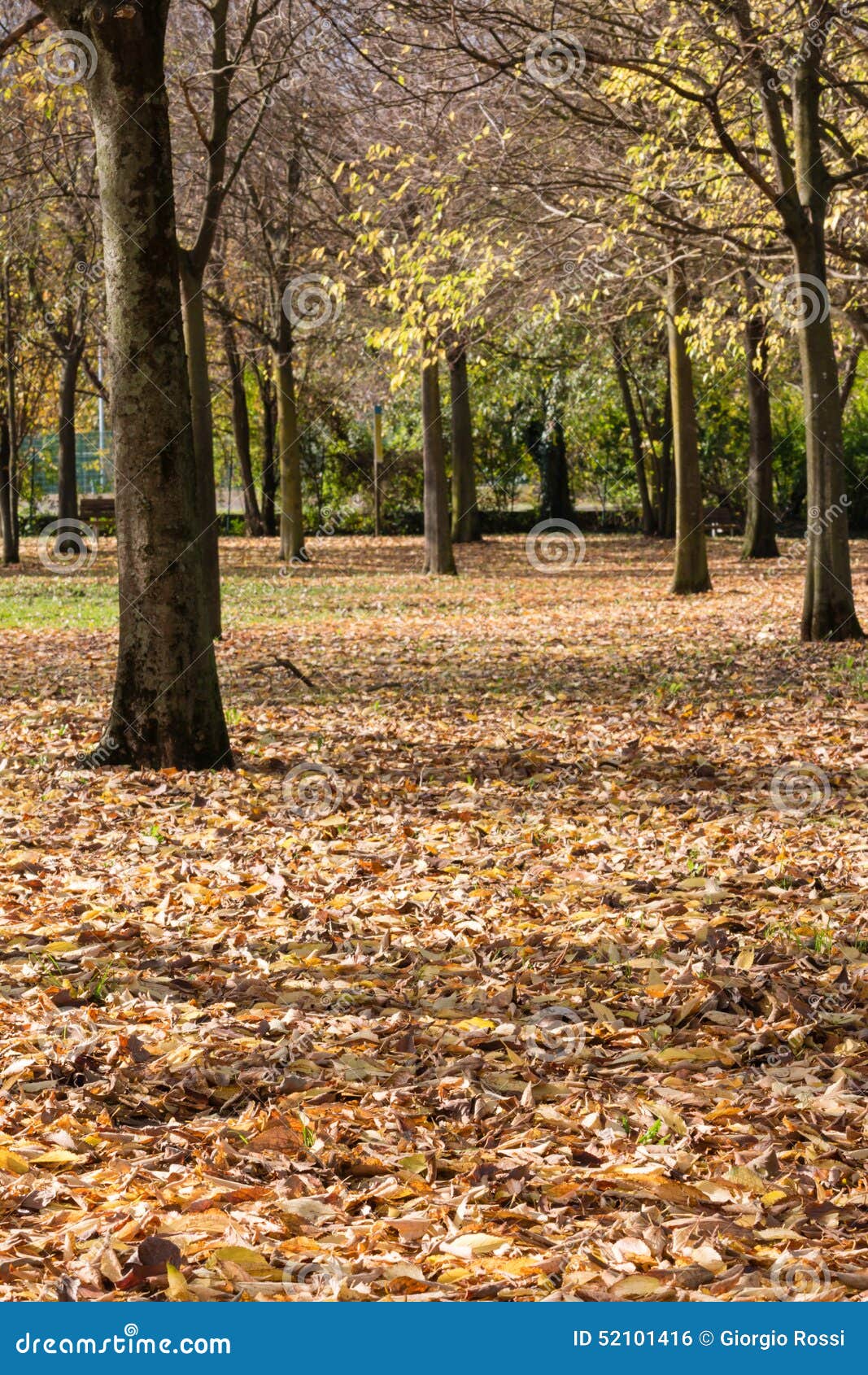 Yellow Leaves Falling Tree in Autumn Stock Photo - Image of plant, park ...