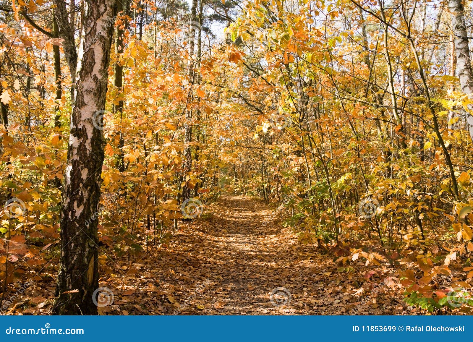 Yellow leaves in forest stock image. Image of fall, autumn - 11853699