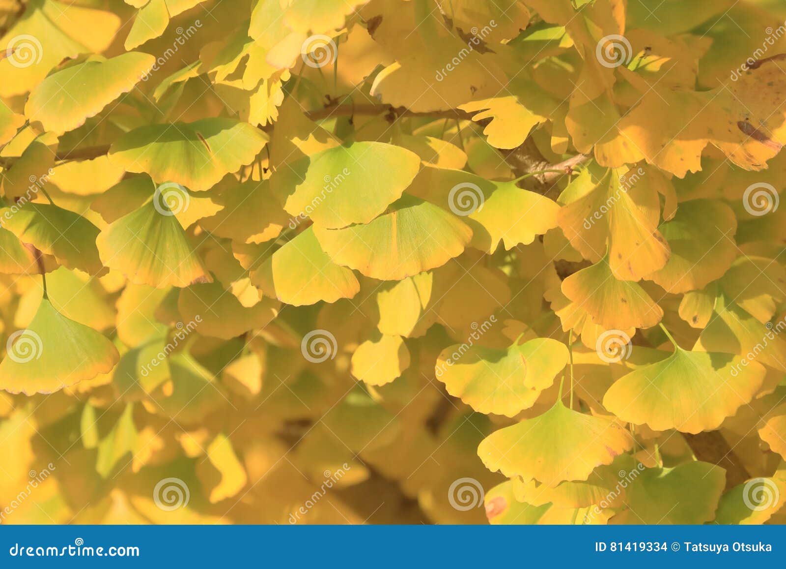 Yellow Leaves of Ginkgo Tree Stock Photo - Image of autumn, plants ...