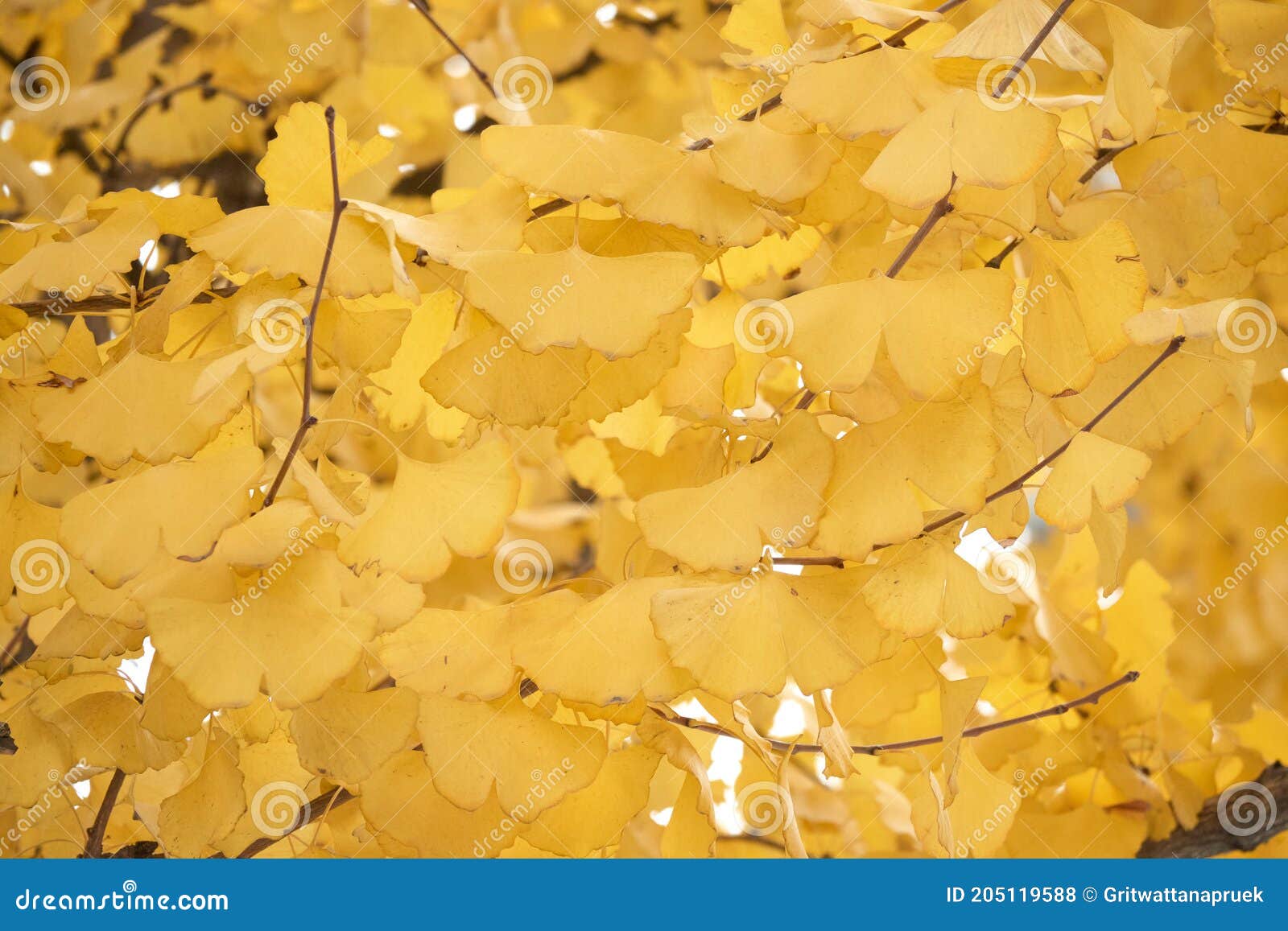 Ginko Tree stock photo. Image of background, natural - 205119588