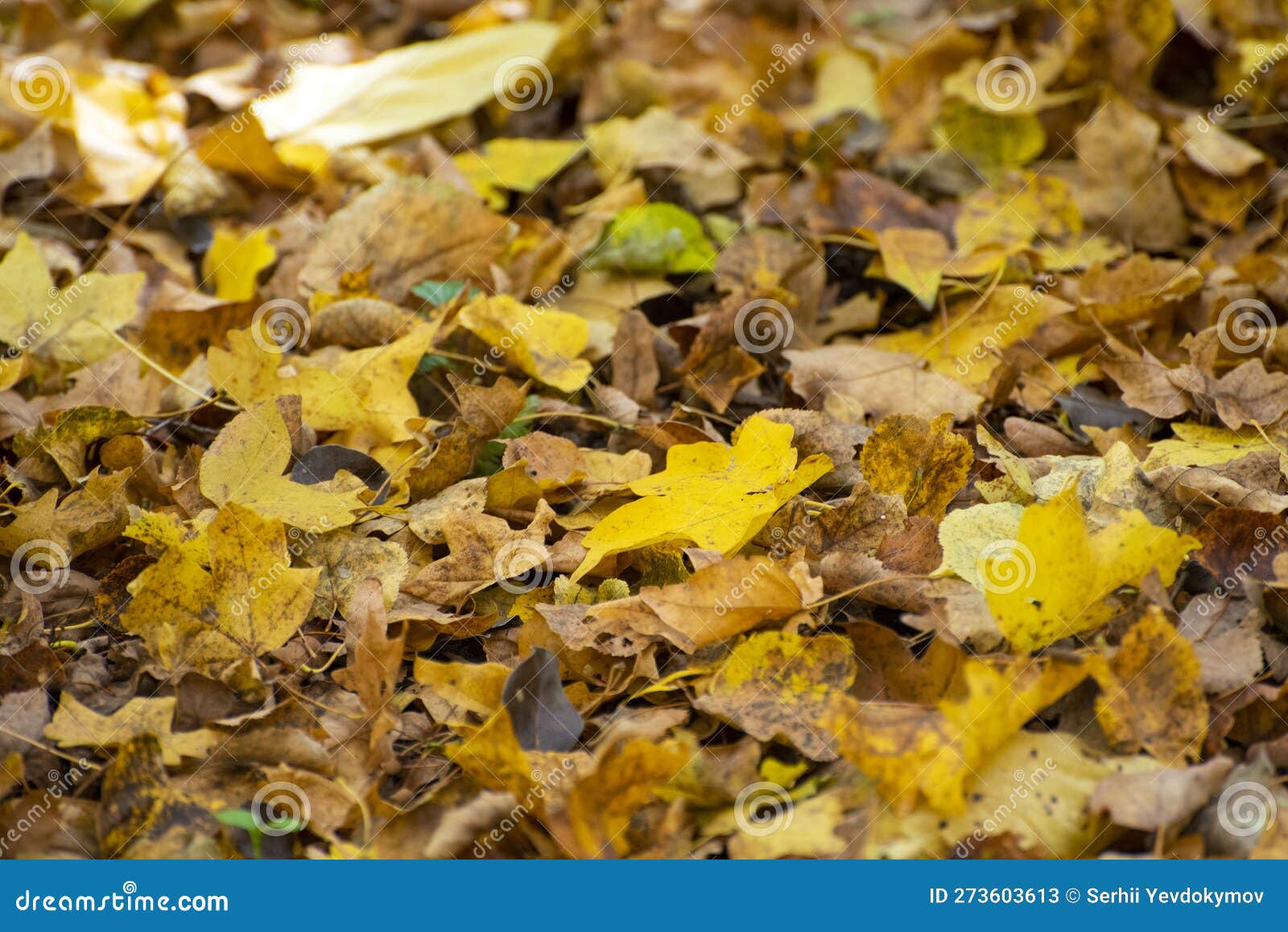 Yellow Leaves on the Ground. Fallen Autumn Leaves. Fall Background ...