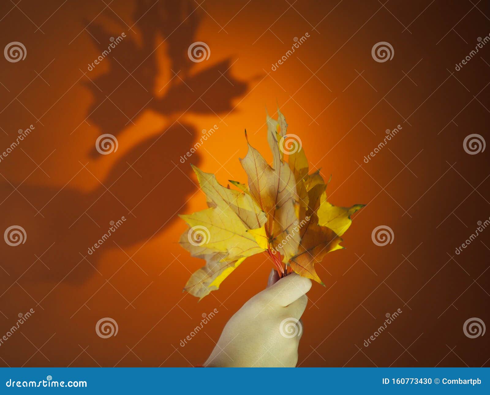 Leaves Held in Hand and Shadows on the Wall Stock Photo - Image of wall ...