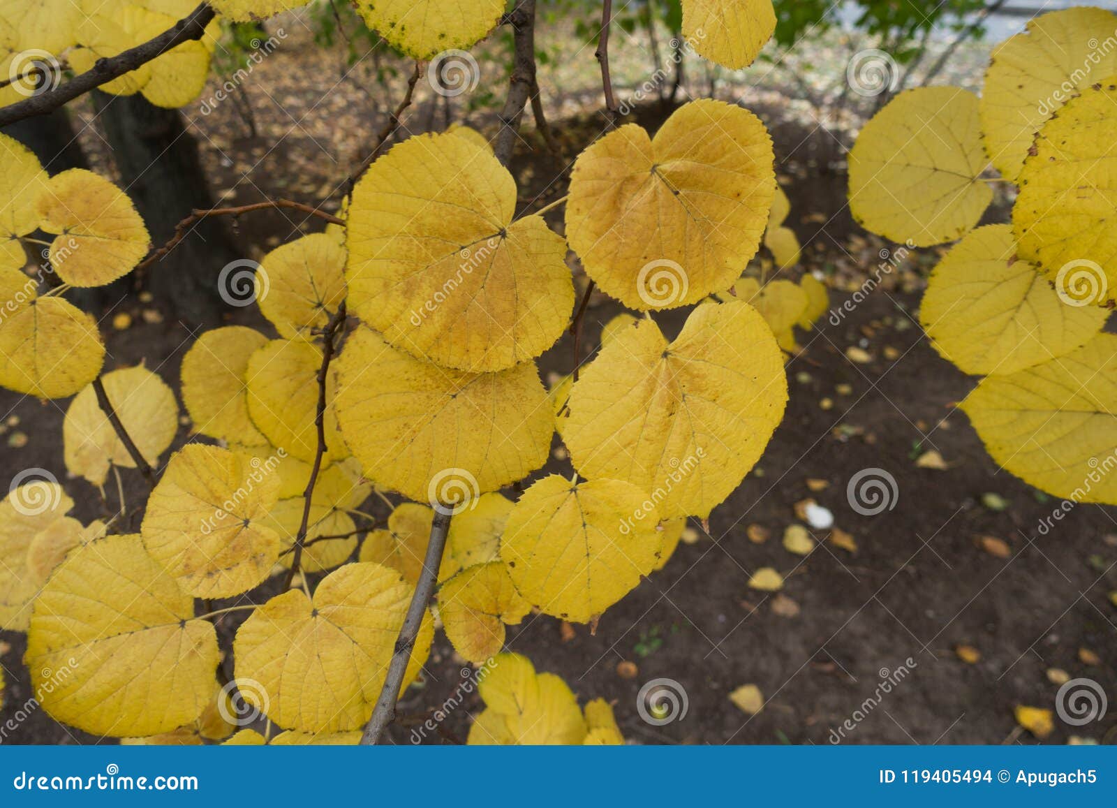 Yellow Leaves of Lime in Autumn Stock Photo - Image of fall, lime ...