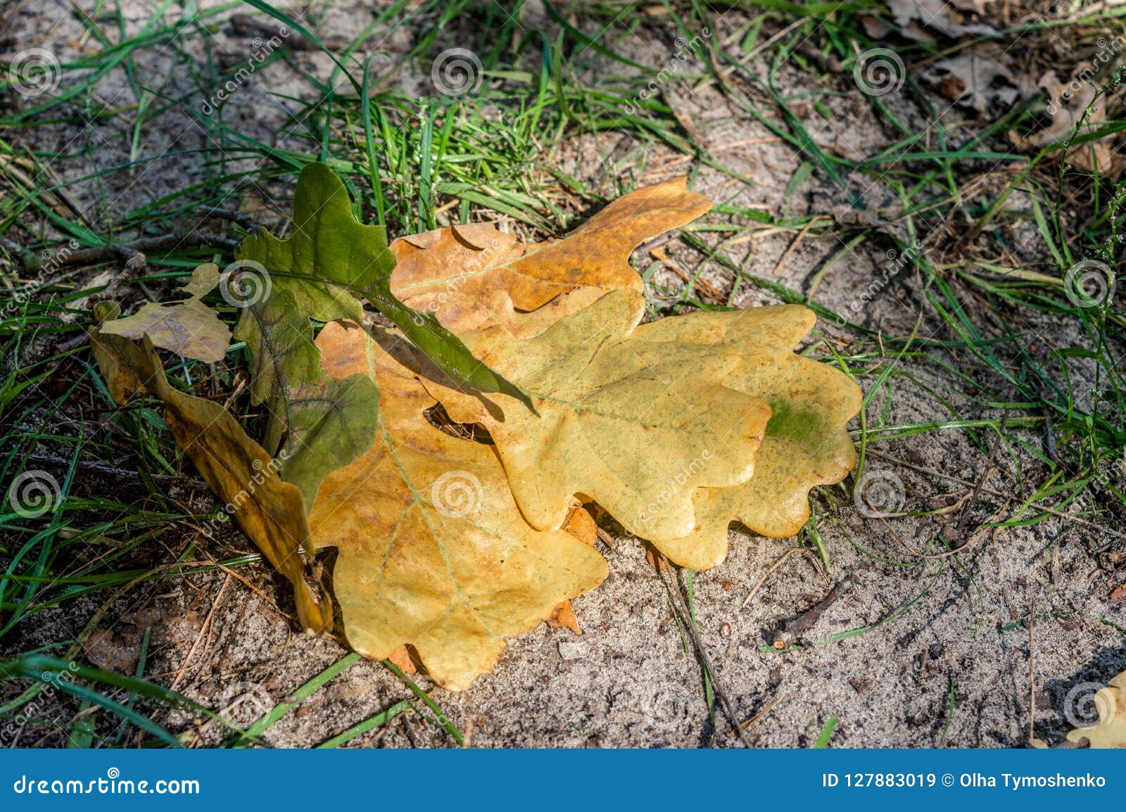 Yellow Leaves Lying on the Sand in Sunny Weather Stock Image - Image of ...