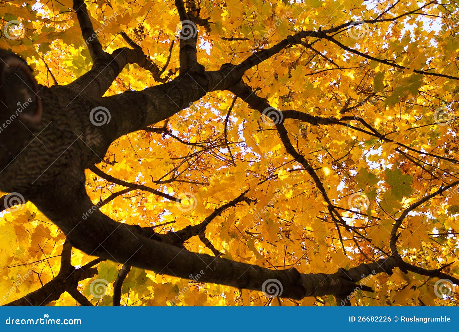 Yellow Leaves On Maple Tree Royalty Free Stock Image - Image: 26682226