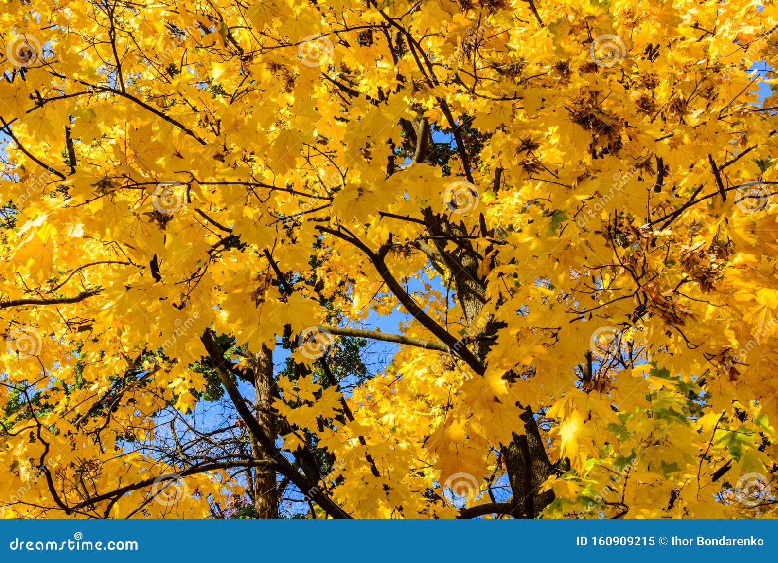 Yellow Leaves on a Maple Tree at Autumn Stock Image - Image of detail ...