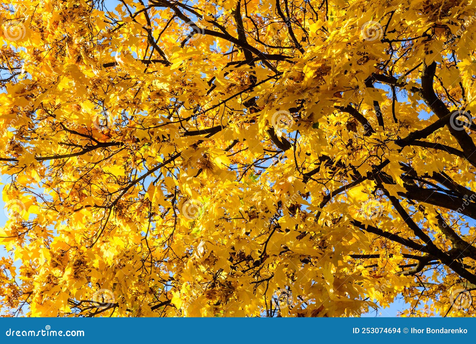 Yellow Leaves on a Maple Tree at Autumn Stock Photo - Image of colorful ...