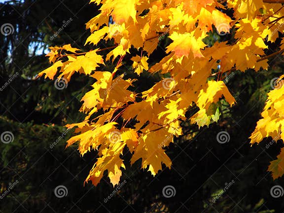 Yellow Leaves of Maple Tree Stock Image - Image of ecology, maple: 47726257