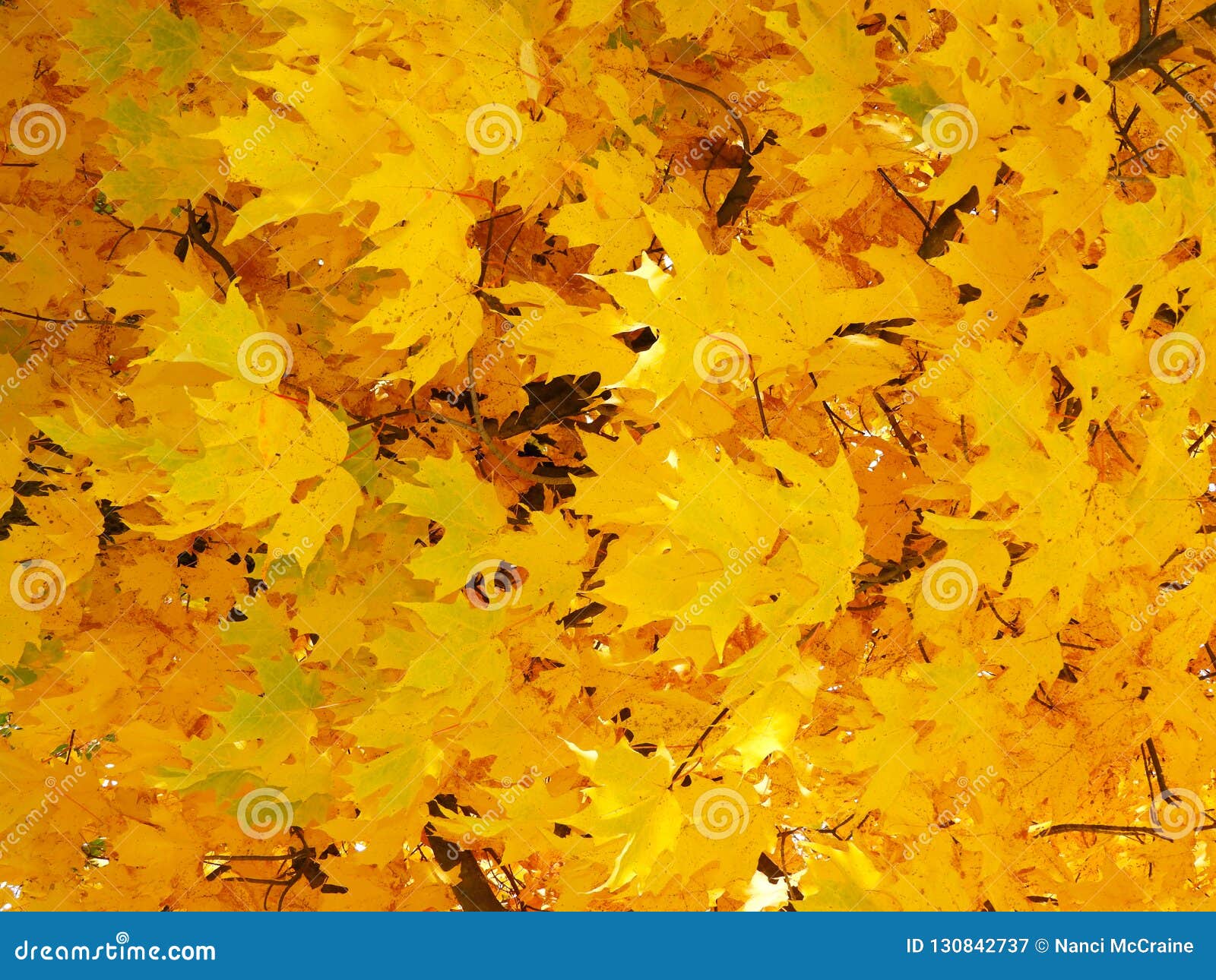 Yellow Leaves of a Maple Tree in Fall Stock Image - Image of trees ...