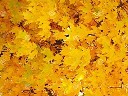 Yellow Leaves of a Maple Tree in Fall Stock Image - Image of trees ...